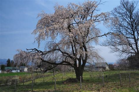 岩原の大しだれ桜安曇野市 Skima信州お花見ガイド2022