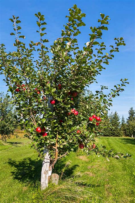 Honeycrisp Apple Tree Apple Tree Honeycrisp Degroot