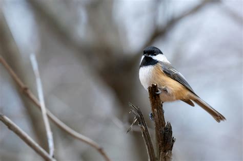 A Close Up Shot Of A Black Capped Chickadee Perched On A Tree Branch