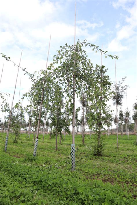 Malus Gracil® E Tönnersjö Plantskola