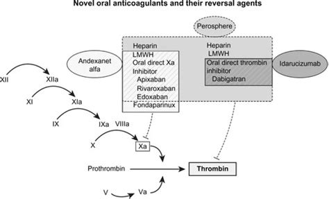 Full Article Reversing Anticoagulant Effects Of Novel Oral