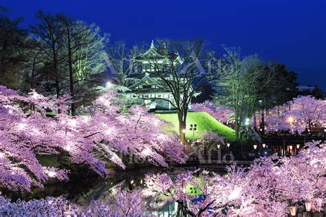 新潟県 高田城の夜桜 186488625 の写真素材 アフロ