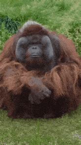 Orangutan Standing 