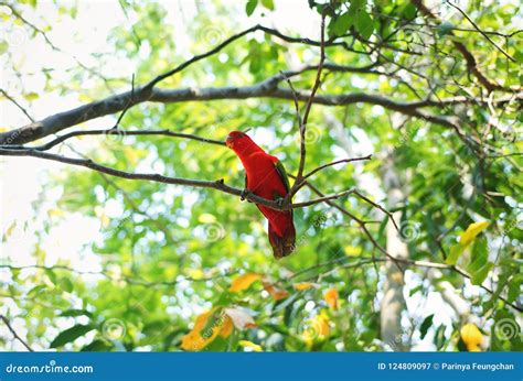 Chattering Lory Lorius Garrulus On Tree Branch Stock Image Image Of