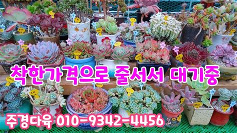 221023📍주경다육 매직쨈골드 수련 아놀드 레몬로즈 희성금 줄리아나 샹그릴라 나나후크미니 집시금 Youtube