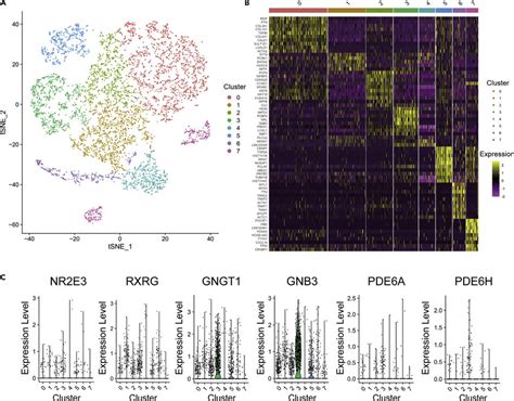 Single Cell RNA Sequencing Of Generated Cells A TSNE Plot Shows The Download Scientific