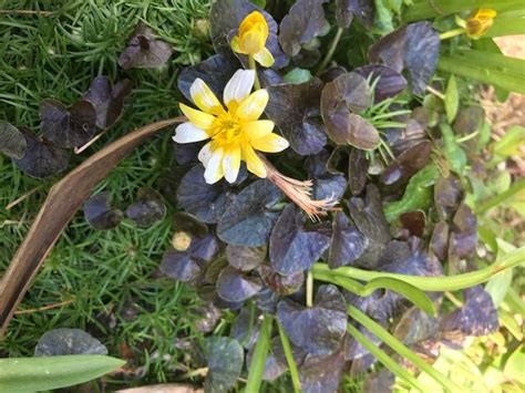 RESEARCH The Fibonacci Sequence In Nature Jersey College For Girls