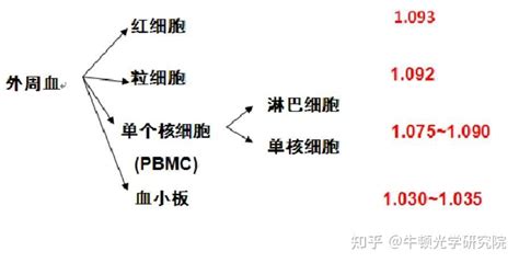 细胞系列【1】pbmc细胞的解读 知乎
