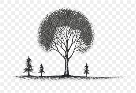 PNG Tree Tree Drawing Sketch Free PNG Rawpixel