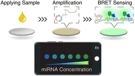 Portable And Field Ready Detection Of Circulating Micrornas With Paper Based Bioluminescent