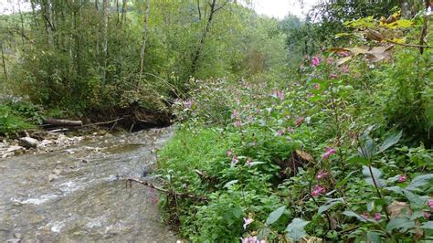 Impacts Of Invasive Species Transcend Ecosystem Boundaries Eurasia Review