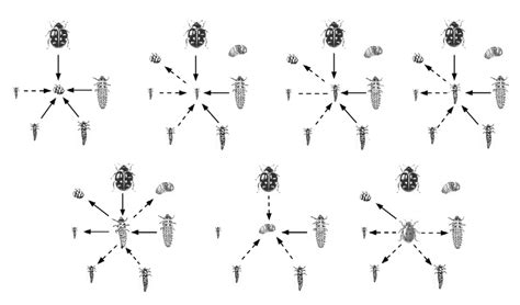 Representation Of The Intraguild Predation Igp Between Various Download Scientific Diagram
