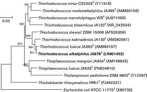 Phlyogenetic Tree Based On 16s Rrna Gene Sequences Showing The