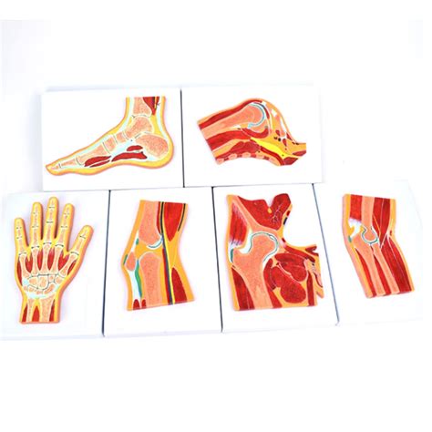 Buy Body Model Six Joint Structure Model Musculoskeletal Anatomy Medical Anatomical Human Joint