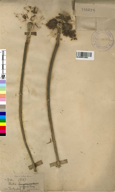 Phanerogams Type Details