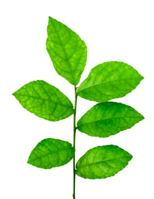 Tree Leaves PNGs For Free Download