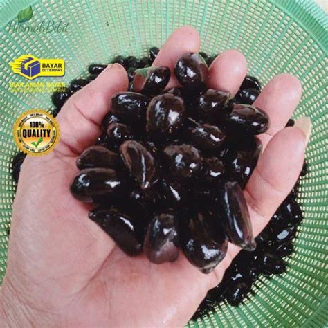 Jual Jual Biji Pohon Aren Perbiji Shopee Indonesia