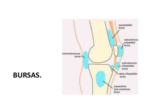 Tendinitis Y Bursitis De La Rodilla
