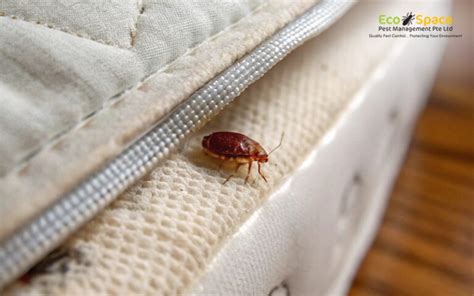 Dust Mites Vs Bed Bugs Differences Ecospace Pest Management