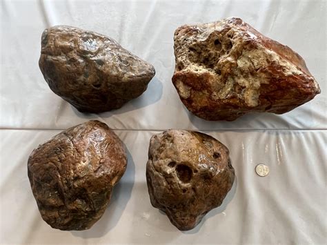 Silicified Fossils Questions In Comments Rpaleontology