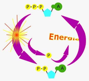 Cycle Svg Clip Arts Animation Atp Adp Cycle HD Png Download Kindpng
