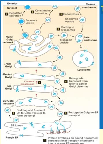 Targeting Proteins Into Membranes And Organelles And Protein Modification In The Secretory