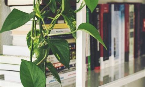 全日制大专怎么考研？可以报24考研吗？小白必看 知乎