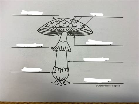 Chapter 20 Diagram Pt 1 Diagram Quizlet Chapter 20 Diagram Pt 1 Diagram Quizlet