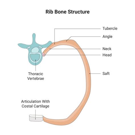 Premium Vector Rib Bone Structure Tubercle Angle Neck Head Saft Thoracic Vertebrae