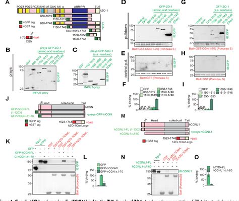 Figure 1 From Cingulin Binds To The Zu5 Domain Of Scaffolding Protein Zo 1 To Promote Its