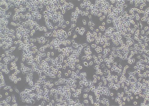 Bv2细胞培养和基因编辑小技巧 源井生物