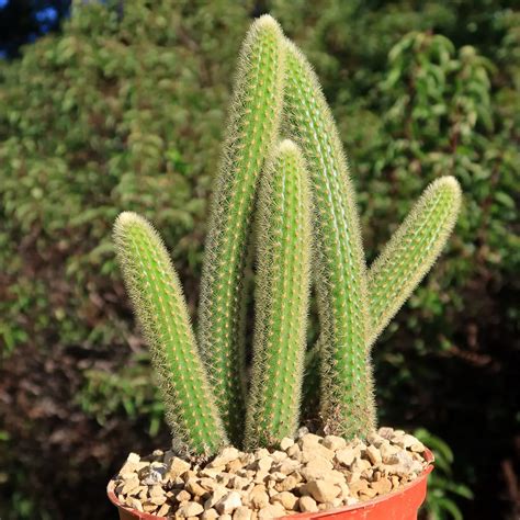 Cleistocactus Winteri Golden Rat Tail Cereus Garden