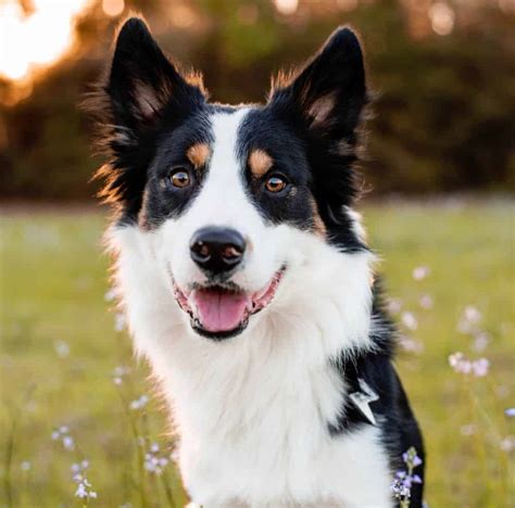 Farm Dog Safety Get More Than One Training Vaccines Neutering
