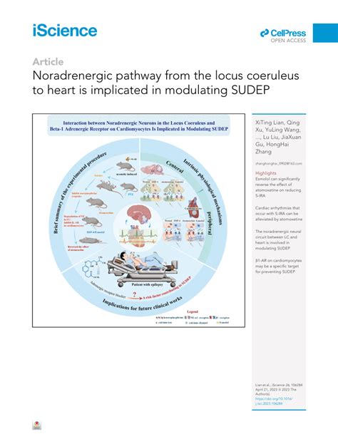 Pdf Noradrenergic Pathway From The Locus Coeruleus To Heart Is Implicated In Modulating Sudep