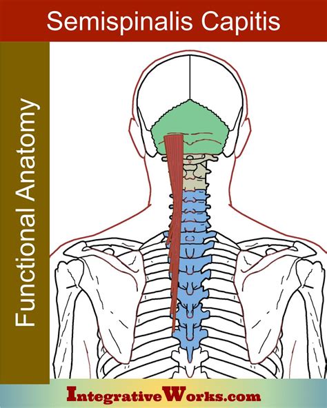 Semispinalis Capitis Functional Anatomy Integrative Works