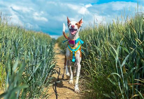 Podenco Health And Training The Infamous Recall — Hope For Podencos