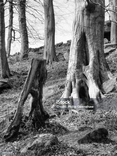 큰 뿌리와 오래 된 키 큰 너도 밤나무 나무와 나무 그 루터 기 숲에서 거리에 돌 벽 0명에 대한 스톡 사진 및 기타 이미지 0명 경관 그루터기 식물 부위 Istock