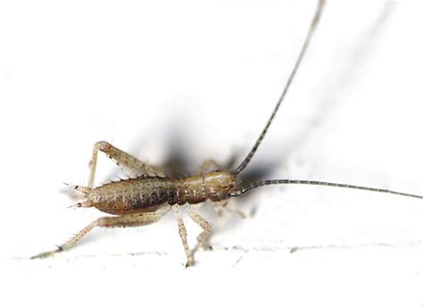 Newborn Crickets