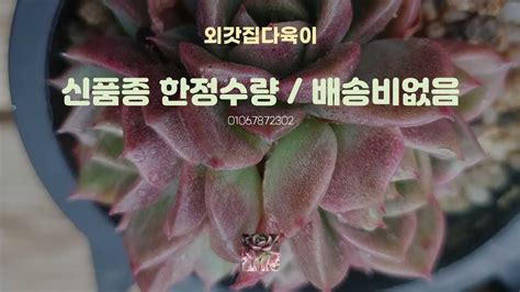 신품종다육이~최대20000원배송비무료외갓집다육이01067872302 Youtube