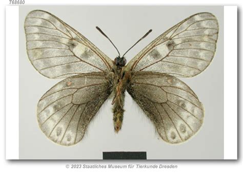 Parnassius Acdestis Pundit Type Specimens