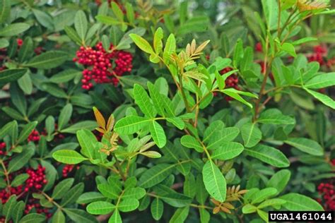 The Brazilian Peppertree Plant An Invasive Threat To Central Florida