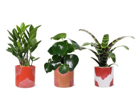 Signature Foliage Collection Ceramic Potted Plant Assorted 5 Inch Pot Kroger