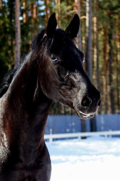 Фото Гнедой конь смотрит прямо