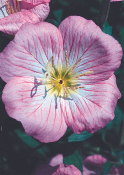 Primrose Flower