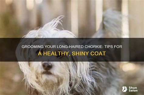 Grooming Your Long Haired Chorkie Tips For A Healthy Shiny Coat