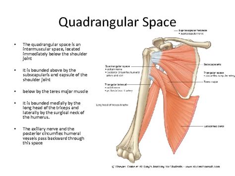 Quadrangular Space Anatomy Human Body Anatomy