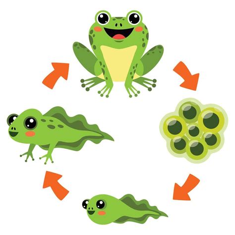 Fértil Autor Ilustrar El Ciclo De Vida De Las Ranas Para Niños