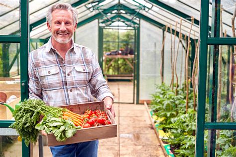 온실에서 집에서 재배 한 채소 상자를 들고 있는 노인의 초상화 노인 남자에 대한 스톡 사진 및 기타 이미지 노인 남자 원예 미소 Istock