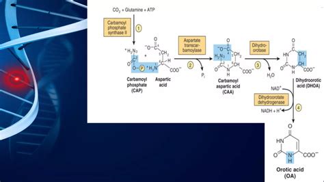 Purine And Pyrimidine Synthesis Pdf