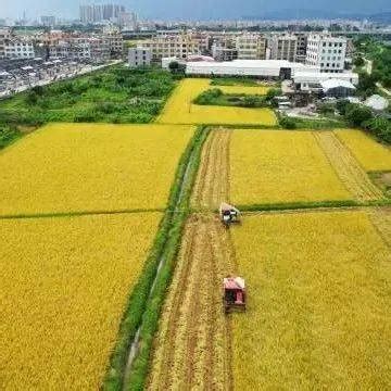 农机下田 省工省时汕头东溪村练江边连片稻田实现全程机械化夏收 潮南区 郑浩松 浩顺